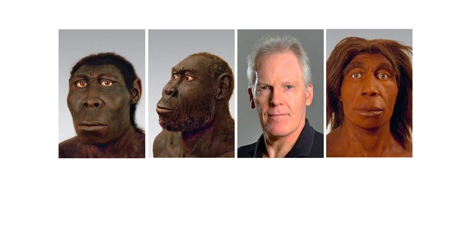 Human Brains Are Shrinking in Size — Thoughts on Precisely Why Are ...